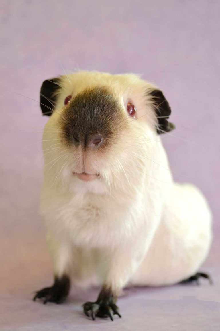 Food and Diet of the Himalayan Guinea Pig – My Blog